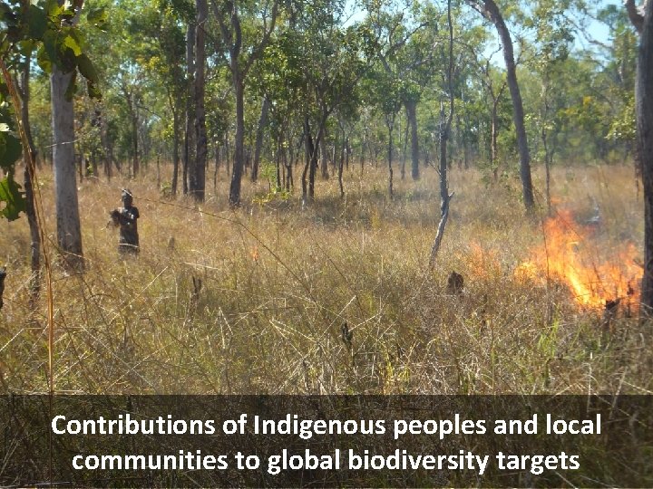 Contributions of Indigenous peoples and local communities to