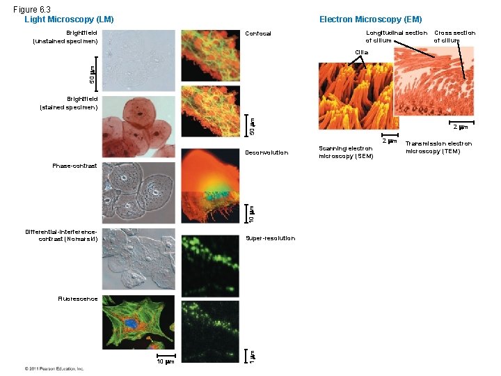 BIO 3 A Fall 2015 Cells The Fundamental