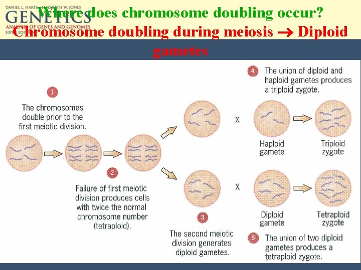 Chapter 8 Human Karyotypes and Chromosome Behavior Changes