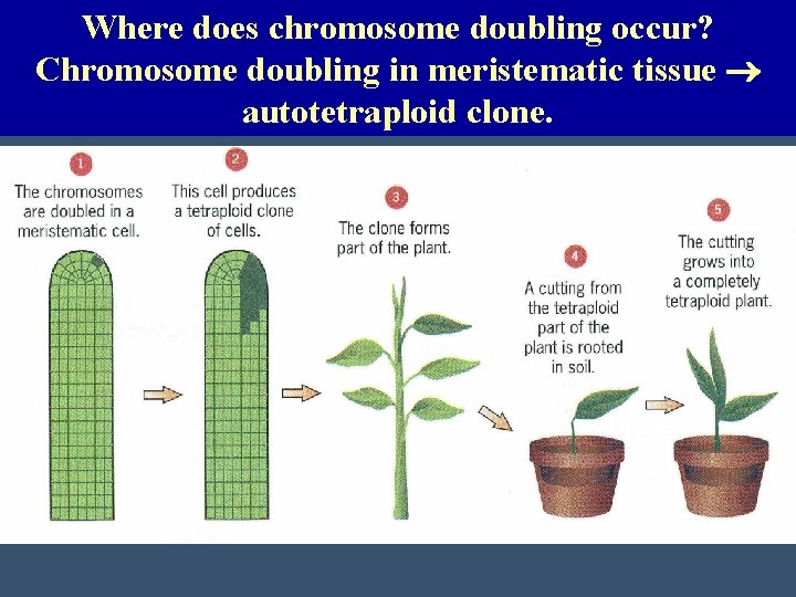 Chapter 8 Human Karyotypes and Chromosome Behavior Changes