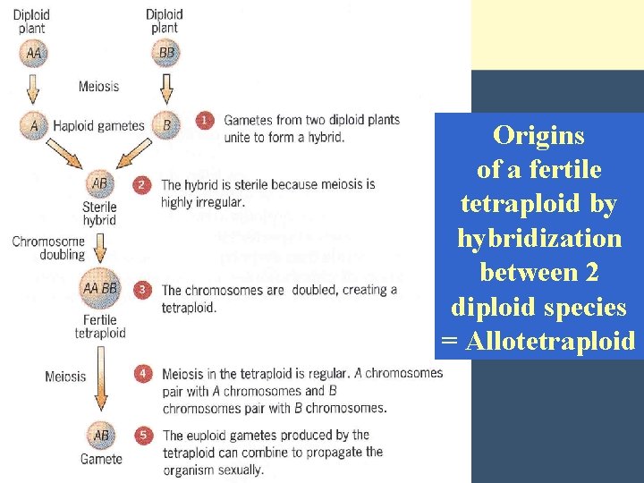 Chapter 8 Human Karyotypes and Chromosome Behavior Changes