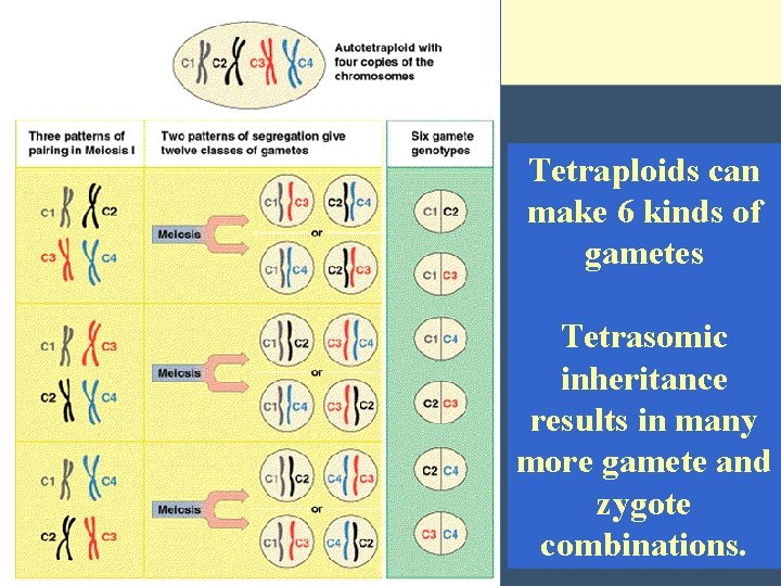 Chapter 8 Human Karyotypes and Chromosome Behavior Changes