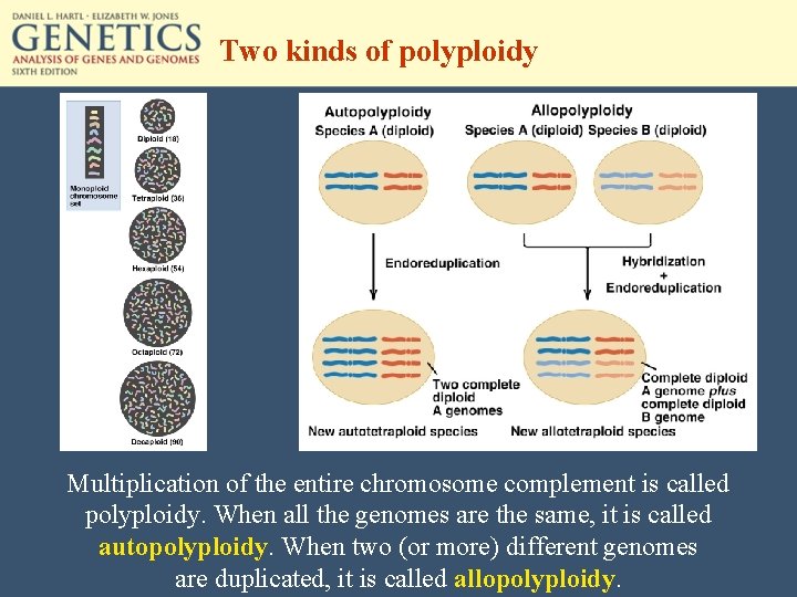 Chapter 8 Human Karyotypes and Chromosome Behavior Changes