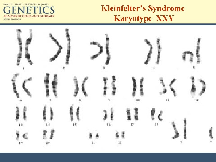 Chapter 8 Human Karyotypes and Chromosome Behavior Changes