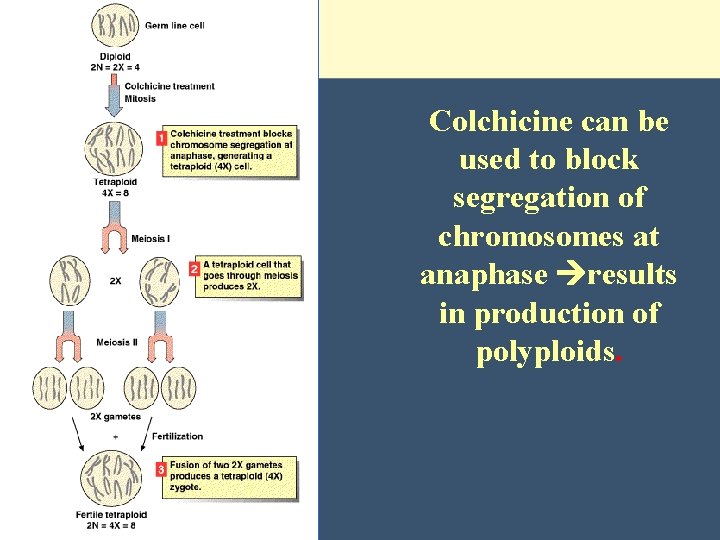 Chapter 8 Human Karyotypes and Chromosome Behavior Changes