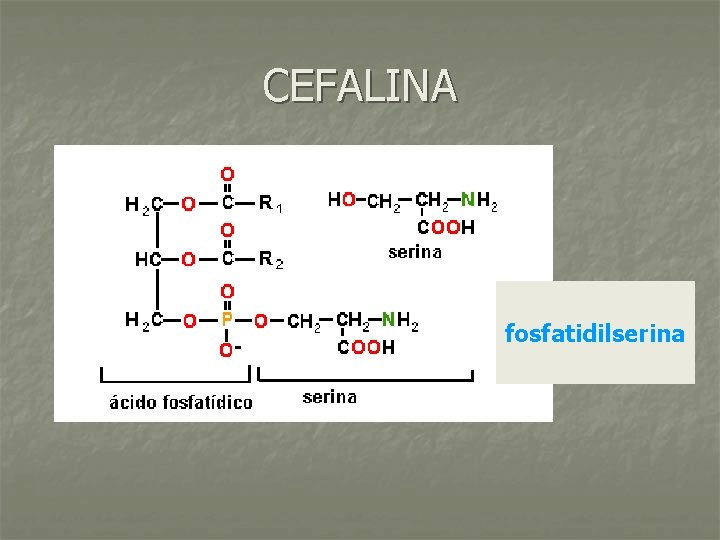 SEMANA 28 Licda Brbara Toledo Ch Clasificacin de
