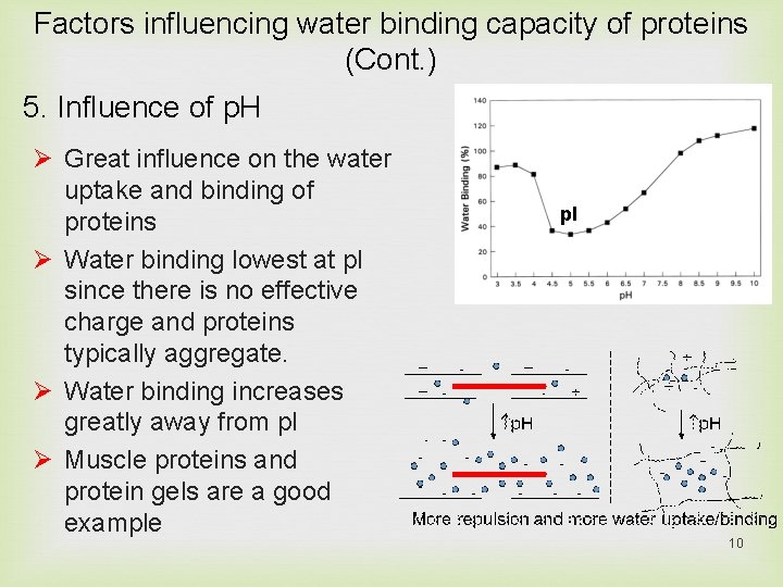 Lecture 4 Functional properties of proteins The properties