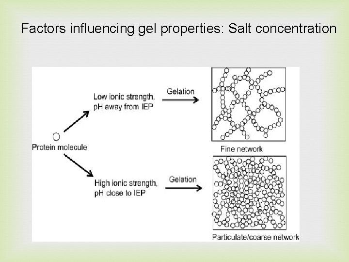 Lecture 4 Functional properties of proteins The properties