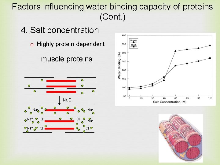 Lecture 4 Functional properties of proteins The properties
