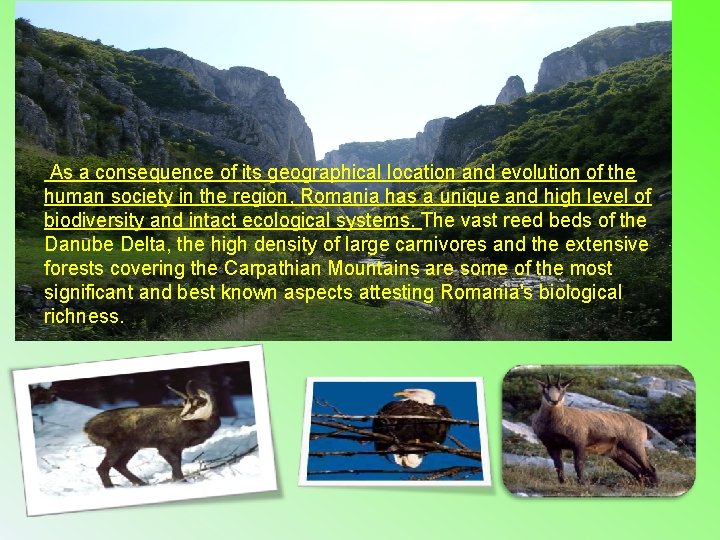 ROMANIA BIODIVERSITY As a consequence of its geographical