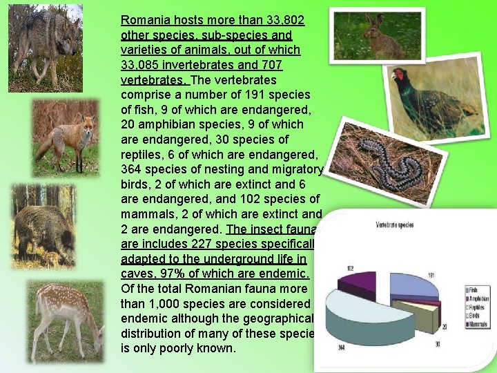 ROMANIA BIODIVERSITY As a consequence of its geographical
