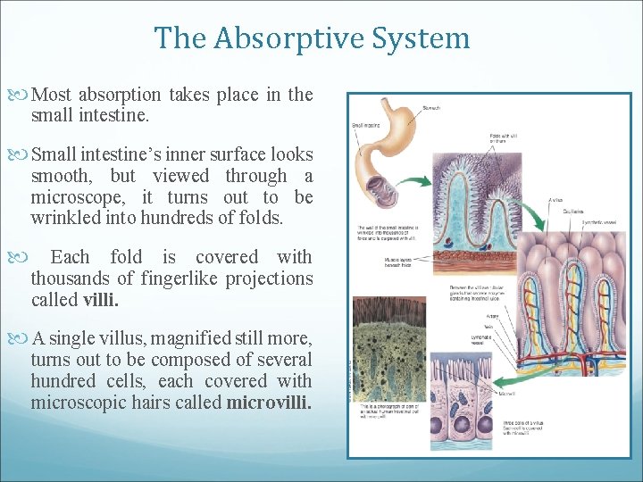 Digestion and Absorption of Nutrients Dr Sooad AlDaihan