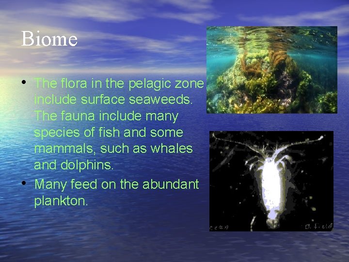 DOLPHINS By 5 th Grade Biome Dolphins live