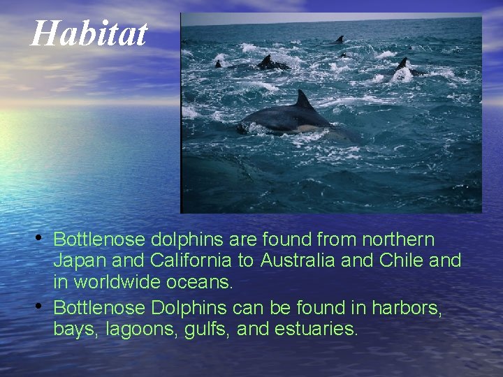 DOLPHINS By 5 th Grade Biome Dolphins live