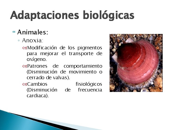 Adaptaciones Biolgicas y relaciones Ecolgicas Los Humedales Los