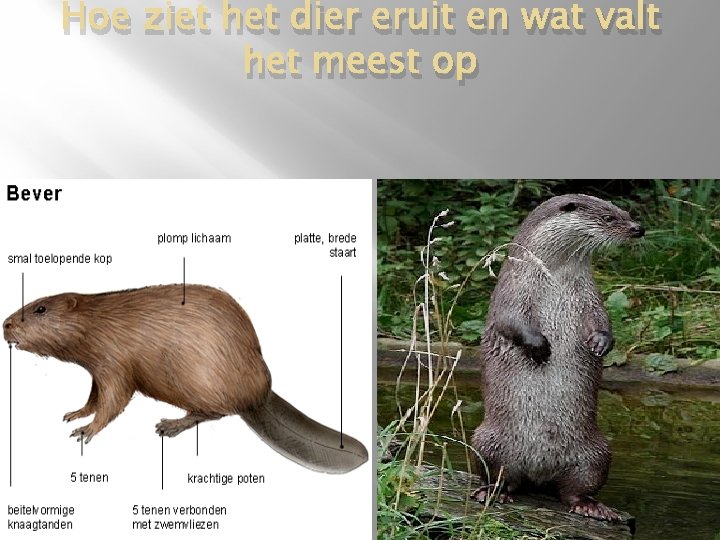 Hallo allemaal dit is de power point Van