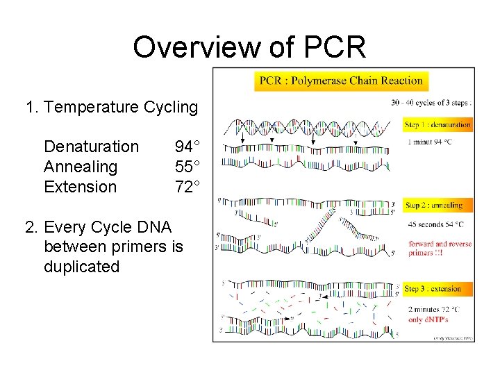 PCR Basics 1 2 3 4 Purpose of