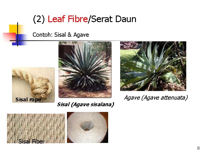 PENGETAHUAN BAHAN AGROINDUSTRI TIN 250 SERAT Oleh Tim