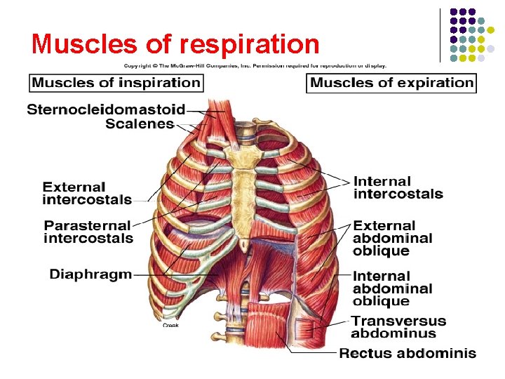 Respiratory Physiology Ventilation Gas exchange Oxygen uptake utilization