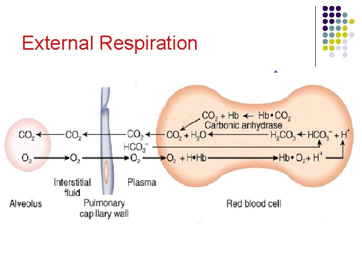 Respiratory Physiology Ventilation Gas exchange Oxygen uptake utilization