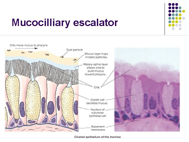 Respiratory Physiology Ventilation Gas exchange Oxygen uptake utilization