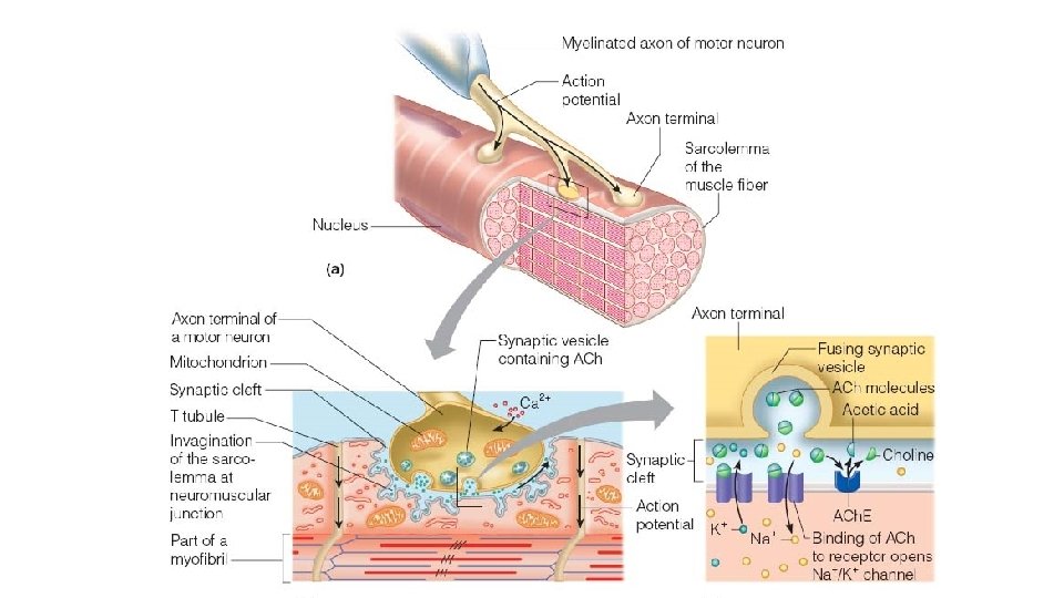 Chapter 6 Muscular System Types of Muscles Skeletal