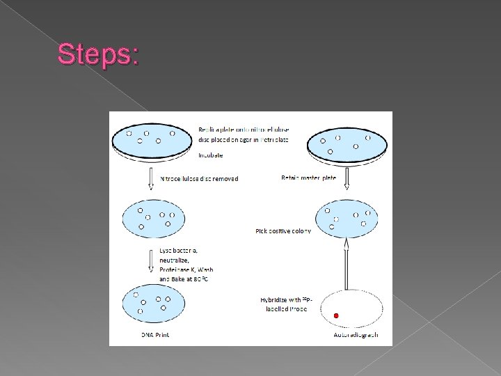Nucleic acid Hybridization Techniques its Application Presented by