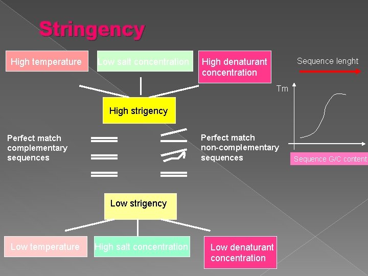 Nucleic acid Hybridization Techniques its Application Presented by