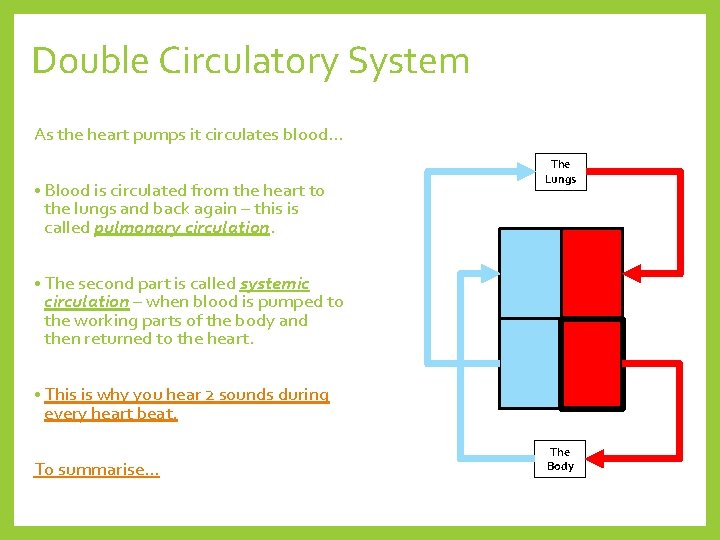 CARDIOVASCULAR SYSTEM THE HEART Learning Objectives To be