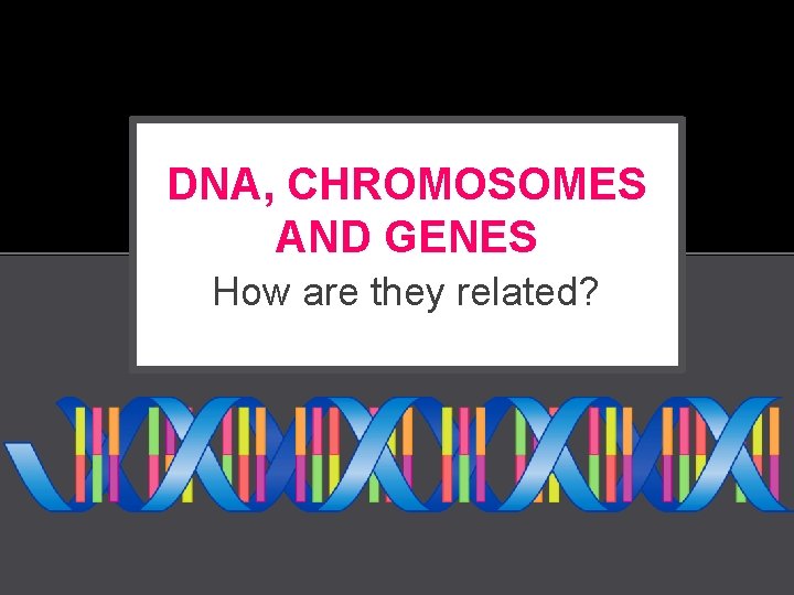 DNA CHROMOSOMES AND GENES How are they related