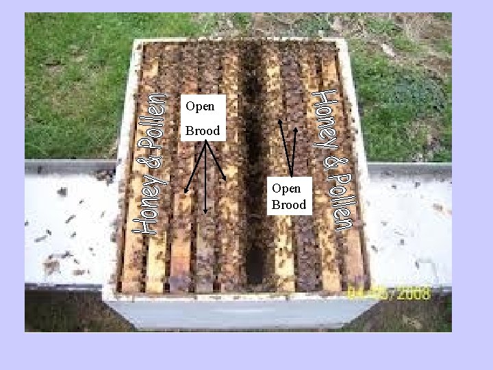 Queen Rearing Requirements to obtain good queens The