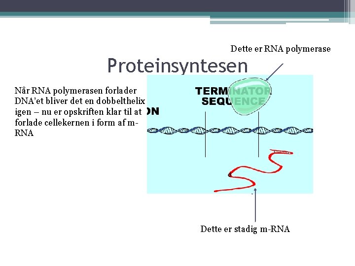 Krt barn har mange navne Transkription Protein syntesen