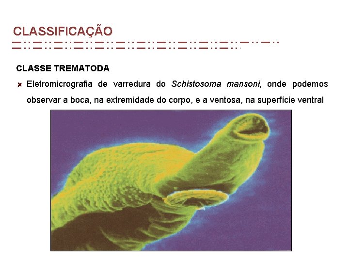 MDULOS 14 E 15 PLATELMINTES CARACTERSTICAS GERAIS Do