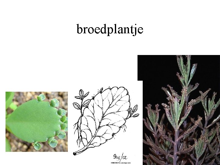 BS 1 voortplanting Deling bacterin Deling van gistcellen