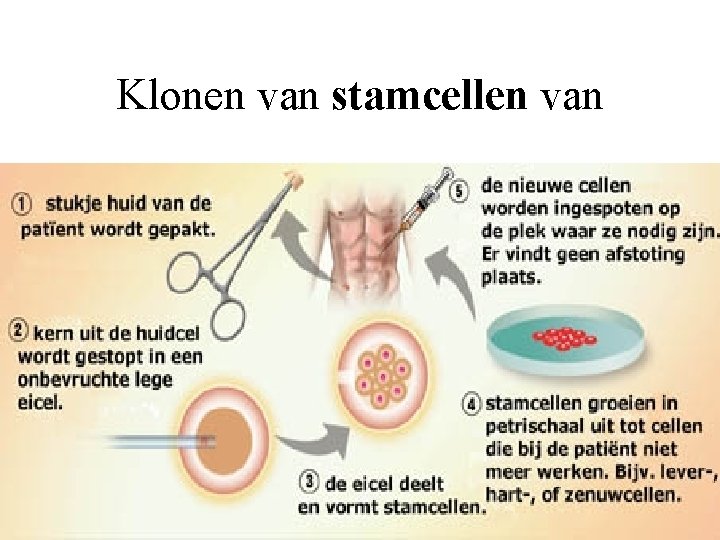 BS 1 voortplanting Deling bacterin Deling van gistcellen