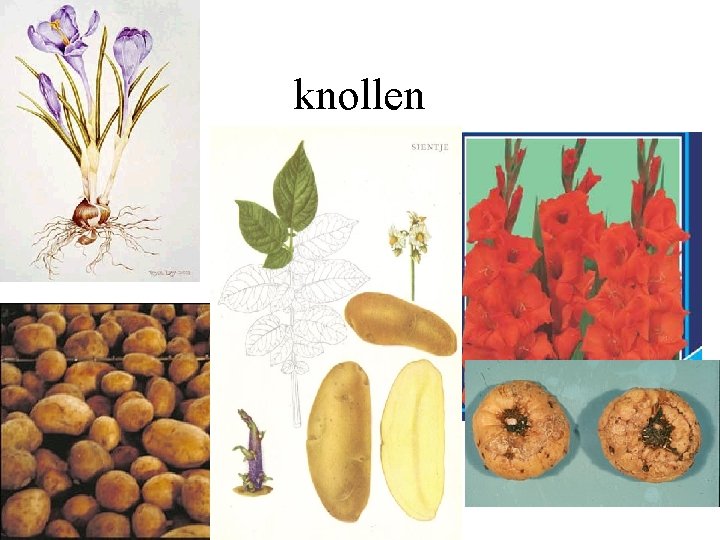 BS 1 voortplanting Deling bacterin Deling van gistcellen