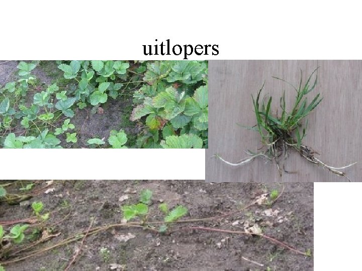 BS 1 voortplanting Deling bacterin Deling van gistcellen