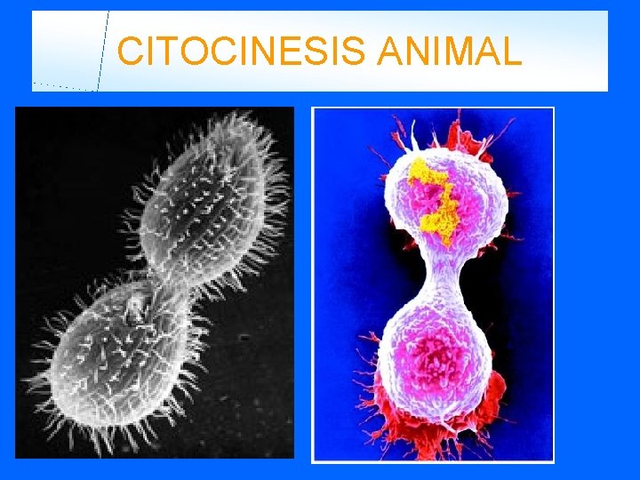 19 6 MITOSIS P 265 19 6 MITOSIS