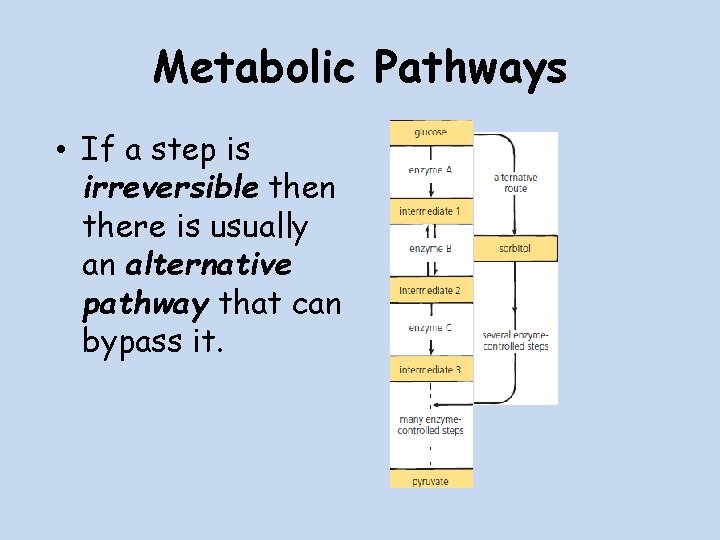 Higher Biology Unit 2 2 1 Metabolic Pathways