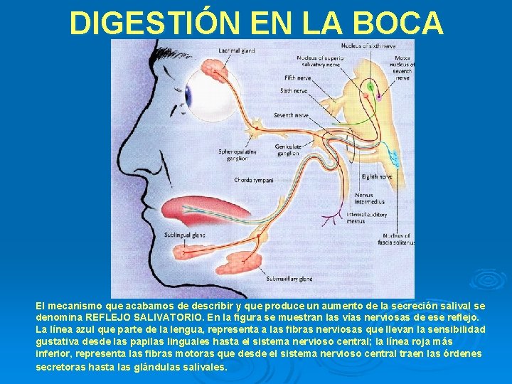 FISIOLOGA DEL APARATO DIGESTIVO PARTE I FISIOLOGA EL