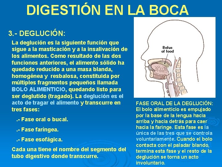 FISIOLOGA DEL APARATO DIGESTIVO PARTE I FISIOLOGA EL