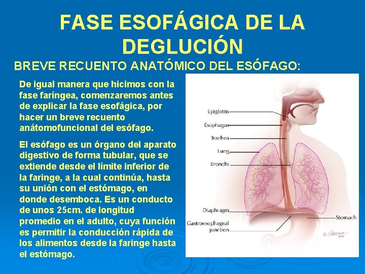 FISIOLOGA DEL APARATO DIGESTIVO PARTE I FISIOLOGA EL