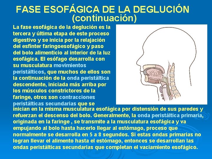 FISIOLOGA DEL APARATO DIGESTIVO PARTE I FISIOLOGA EL