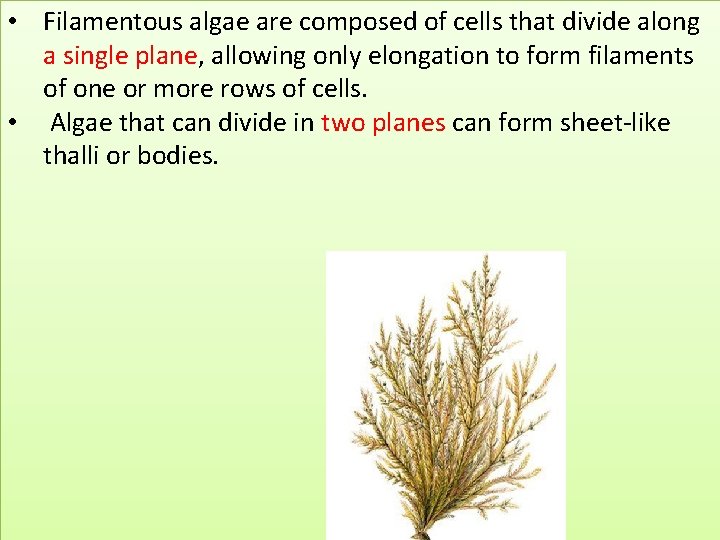Division Phaeophyta Brown algae Seaweeds The main characteristics
