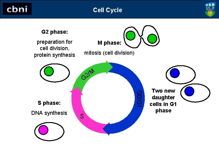 Role of cell cycle on the cellular uptake