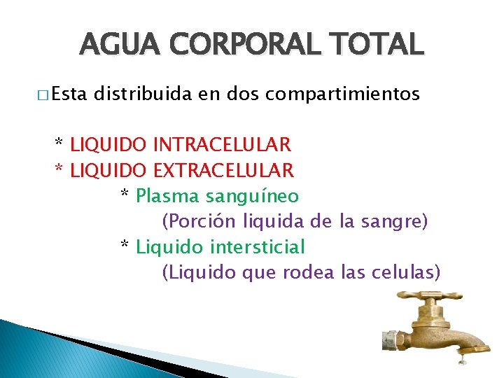 AGUA CORPORAL TOTAL Es la sustancia mas abundante
