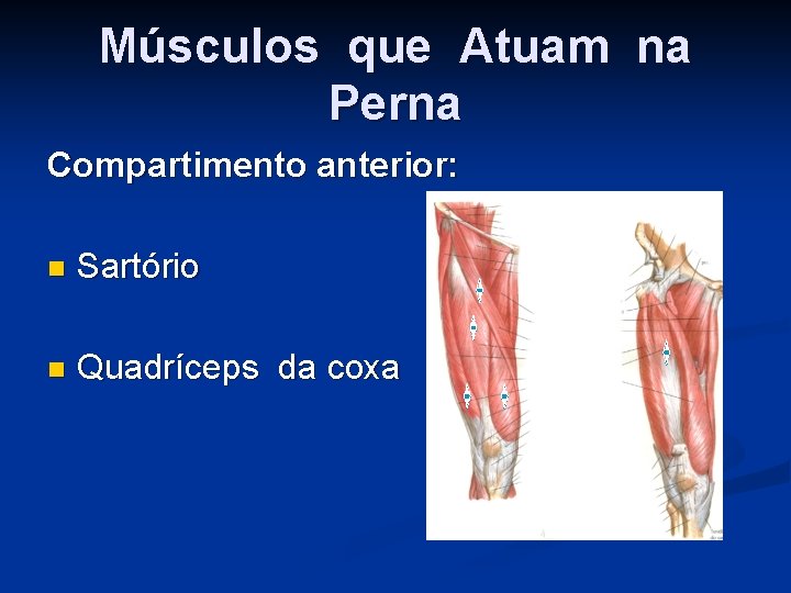 Msculos que Atuam na Perna e Coxa Profa
