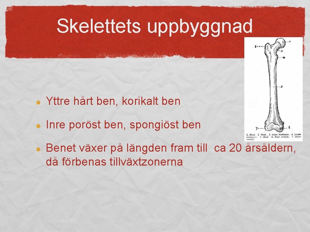 Mnniskokroppen Anatomi uppskrning Skelettet Stommen i kroppen Frutsttning