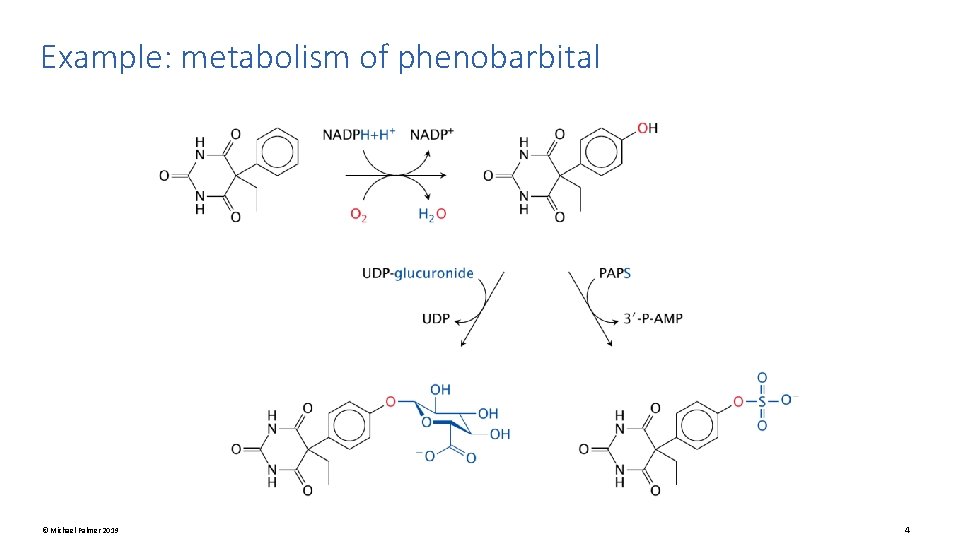 Metabolism of drugs and xenobiotics Michael Palmer 2019