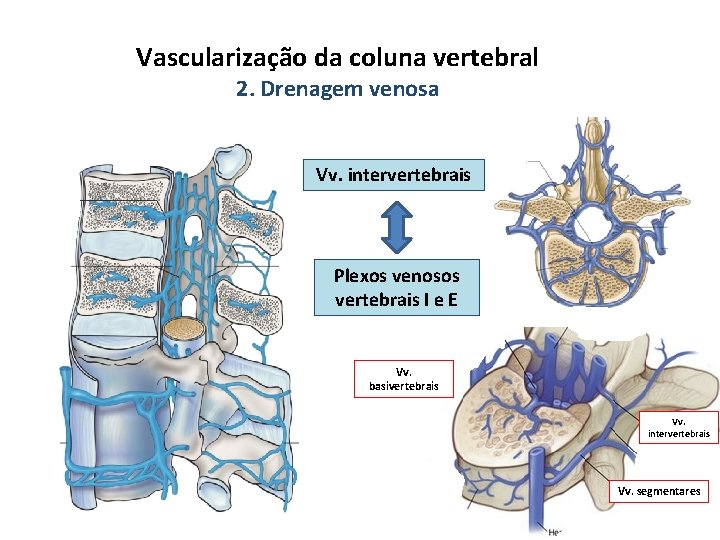 Anatomia da coluna vertebral II Prof Dr Lus